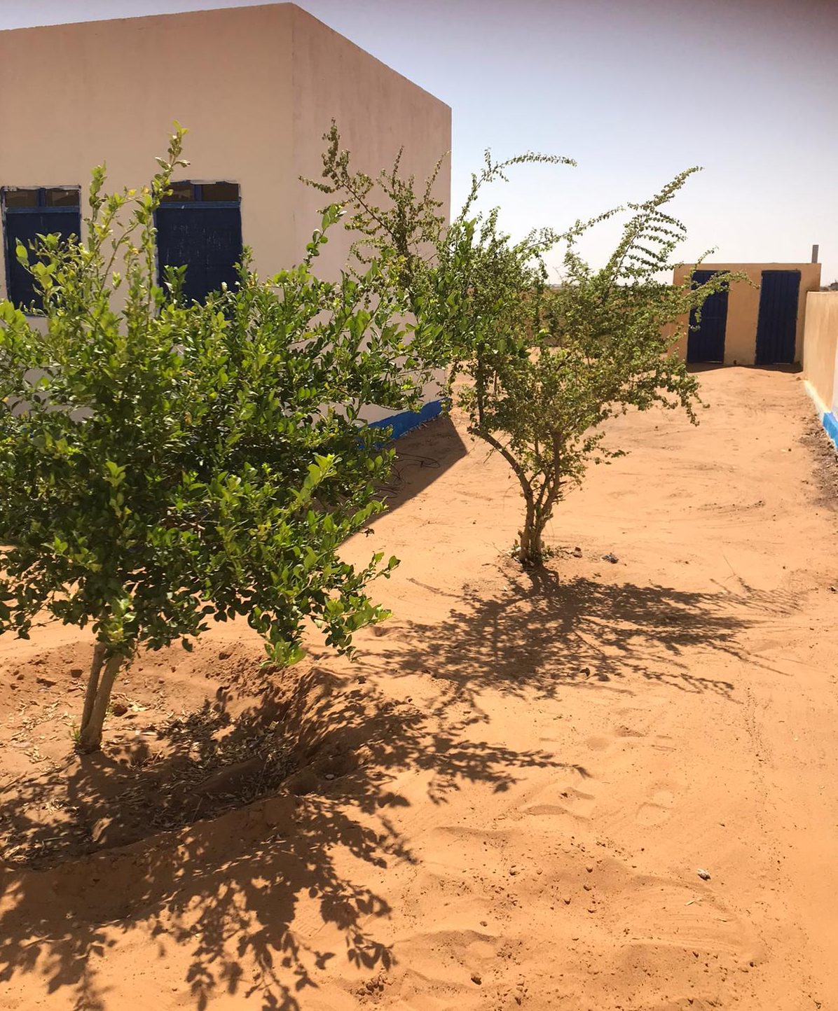 Trees for Climate Change | Kids For Kids