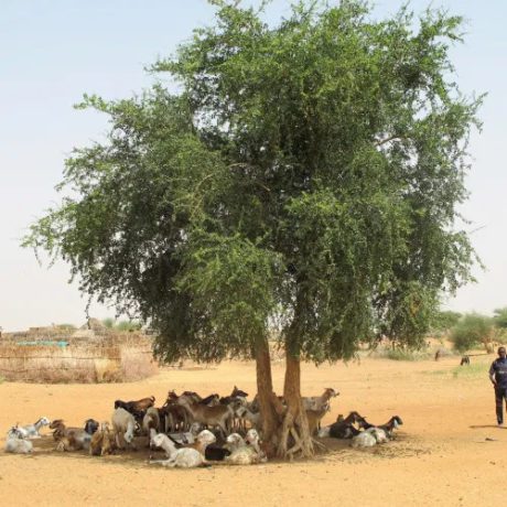 Trees for Climate Change - Kids for Kids