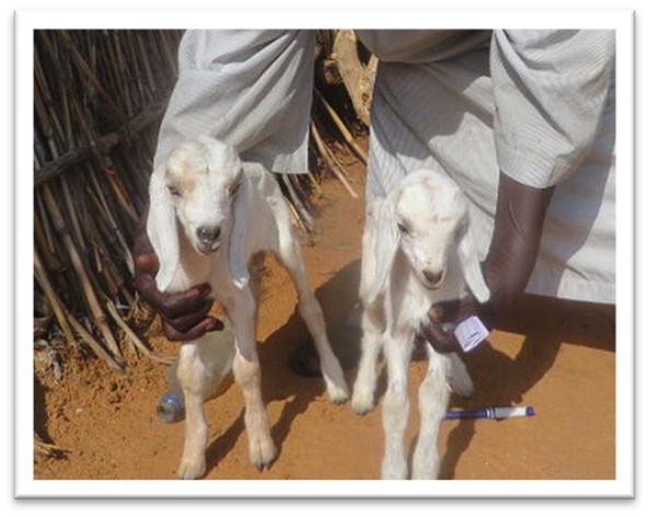 Joanna Lumley to Double your Donations - Kids for Kids