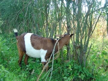 Bibi Heal Sings for Goats in Advent Appeal - Kids for Kids