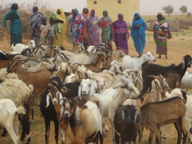 Goats: A Lifeline for families in Darfur, Sudan - Kids for Kids