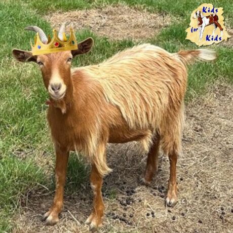 All Hail the Royal Golden Guernsey Goats - Donate a Goat Today and Make ...